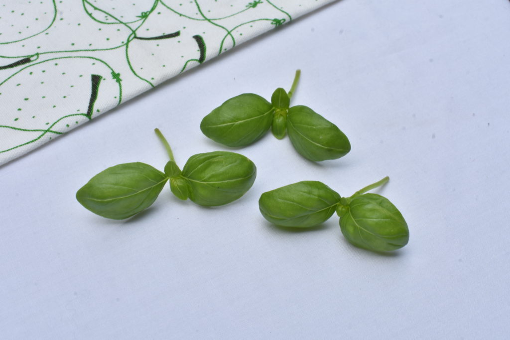 Italian Large Leaf - Sakata CEA