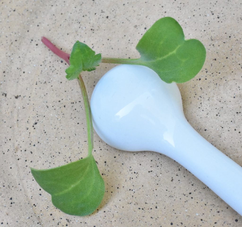 Shunkyo Semi-Long - Sakata CEA