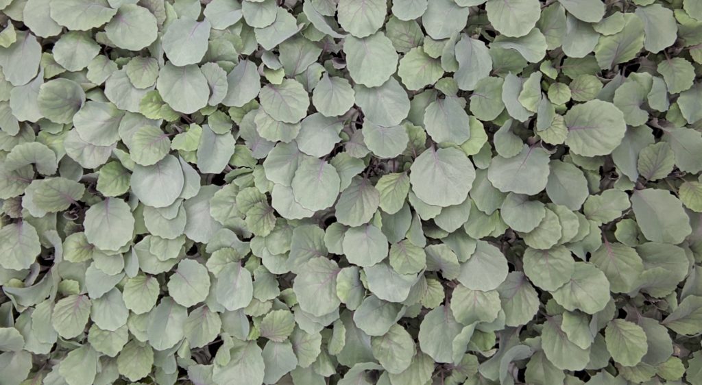 Red Jewel - Sakata CEA